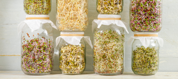 How to Grow Sprouts - The Diggers Club