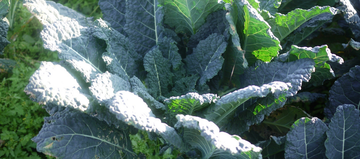 How to Grow Kale - The Diggers Club