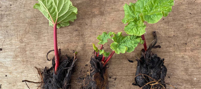 How to plant rhubarb crowns - The Diggers Club
