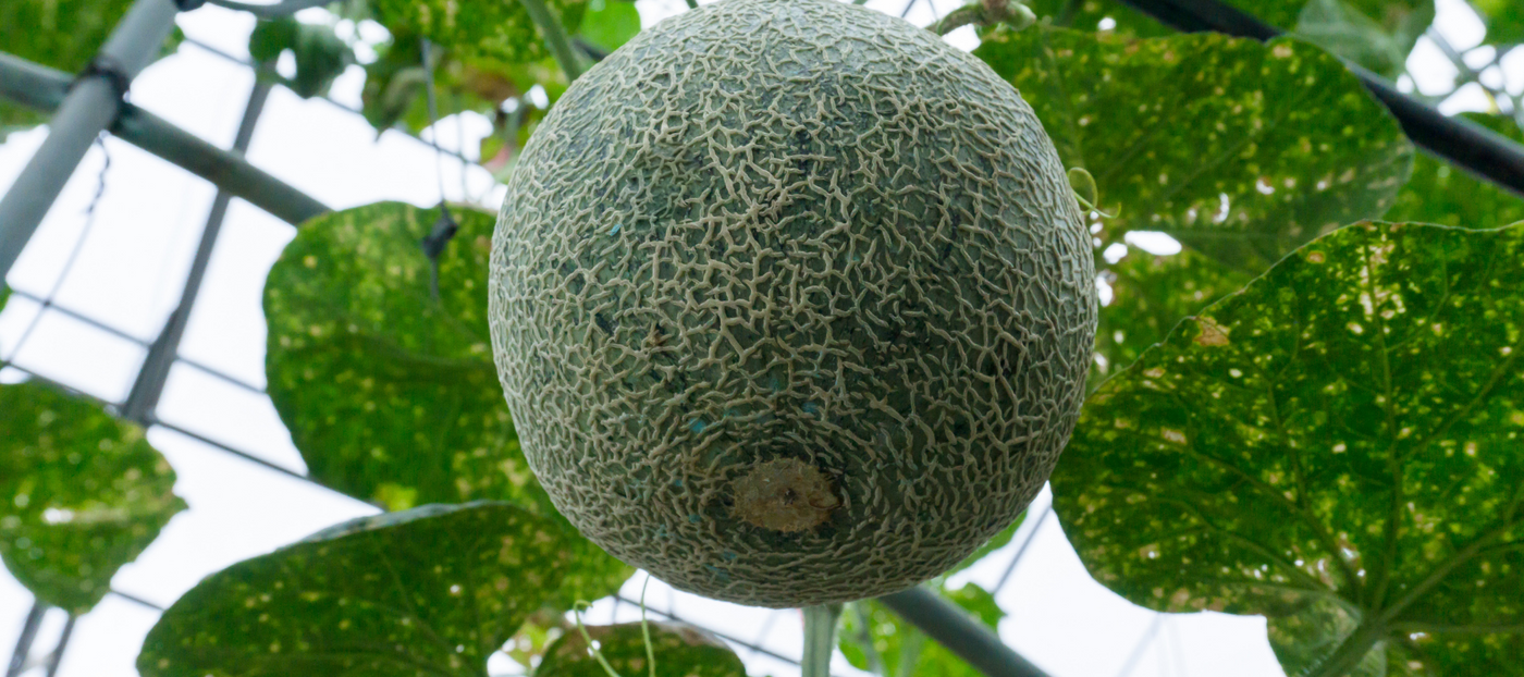 How to grow Rock Melon and Cantaloupe - The Diggers Club