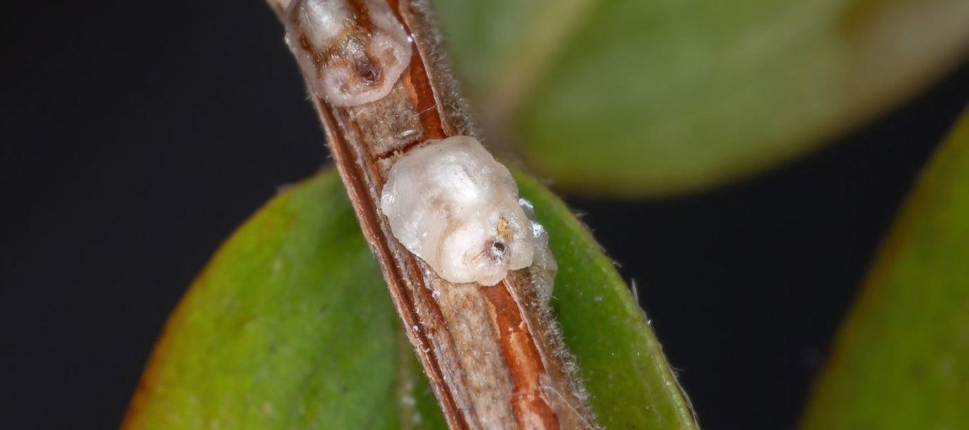 What are Scale insects? - The Diggers Club