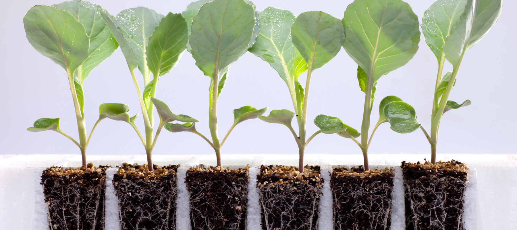 How to take care of seedlings: Our top 5 tips - The Diggers Club