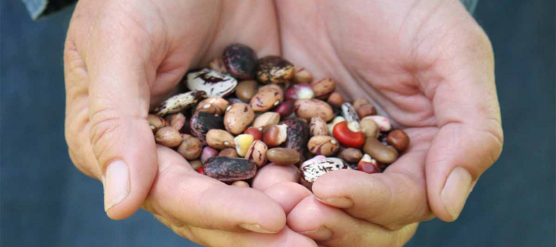 What are open pollinated seeds? - The Diggers Club