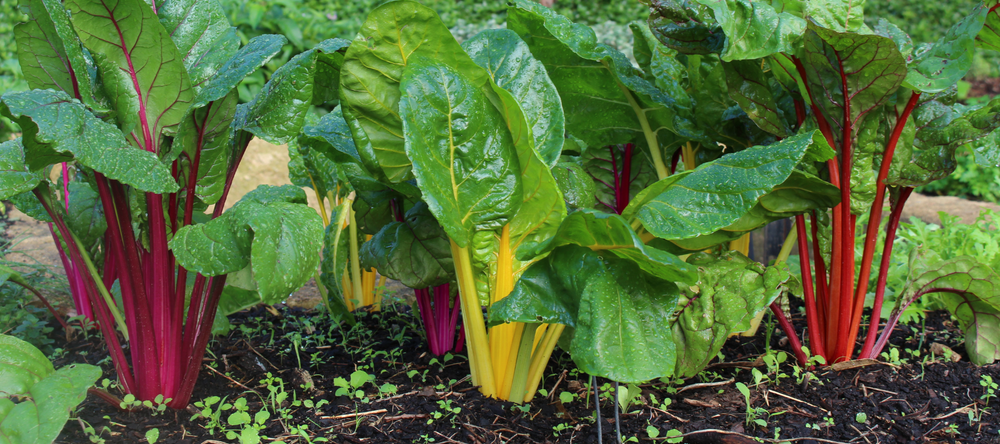 How to grow Silverbeet - The Diggers Club