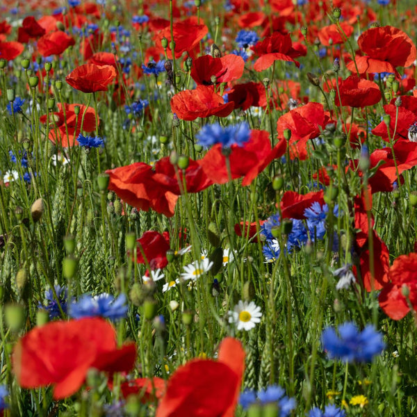 Garden guide: November - Hot Region - The Diggers Club