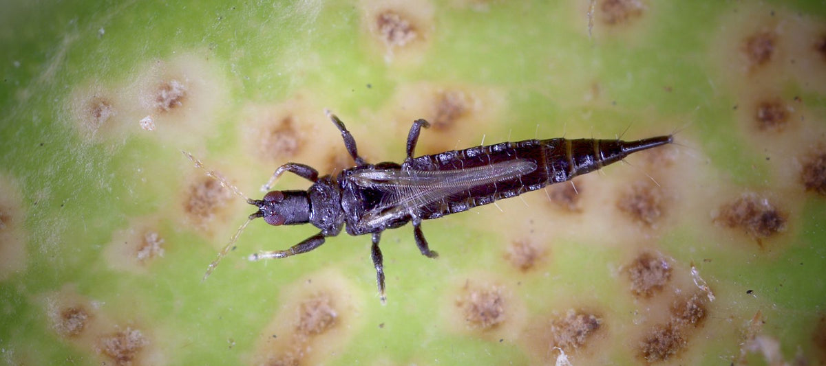 What are Thrips? - The Diggers Club