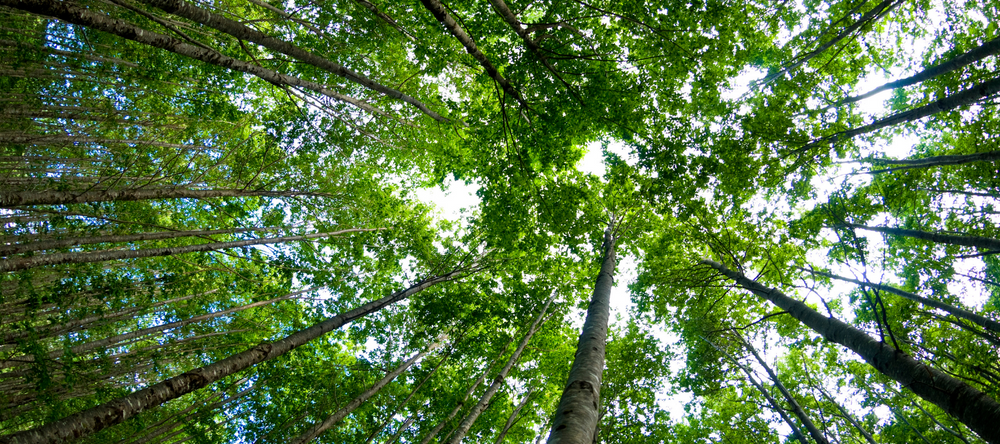 Planting just 160 trees per person can transform climate change - The ...