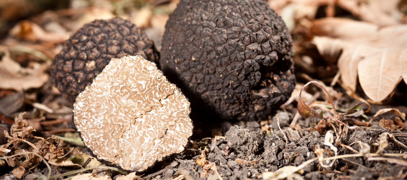 How to grow Truffles - The Diggers Club