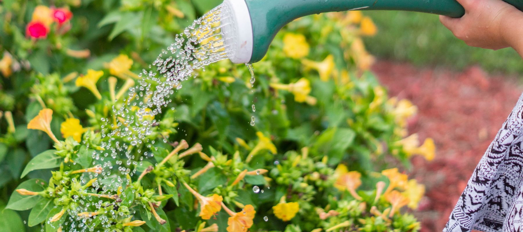 Water wisely - The Diggers Club