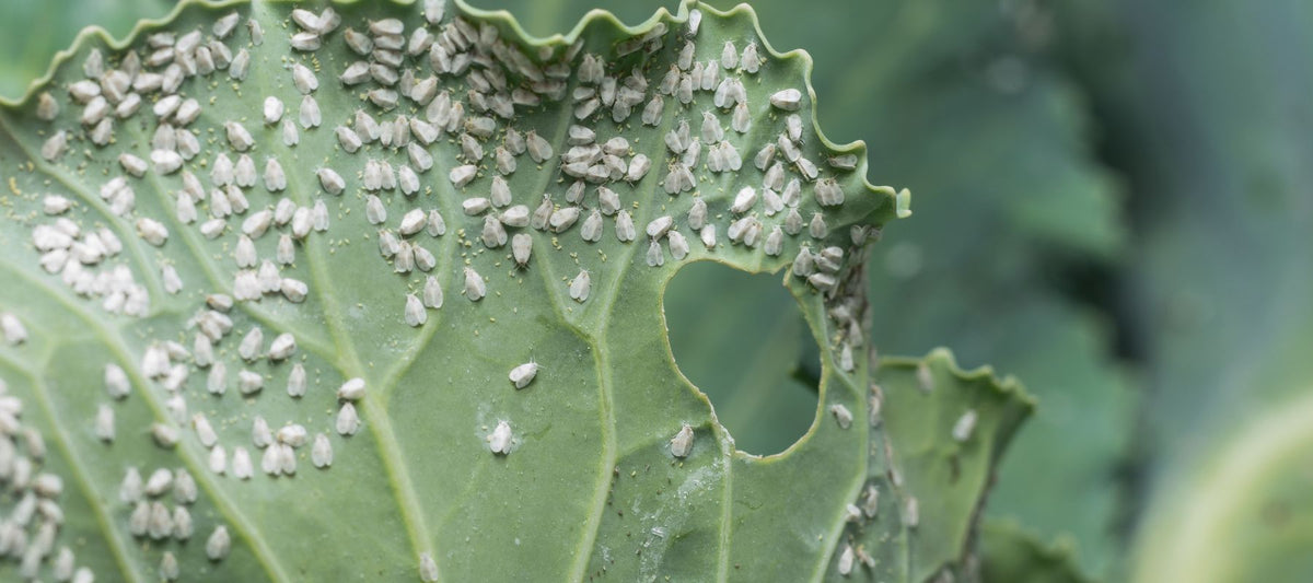 What are Whiteflies? - The Diggers Club