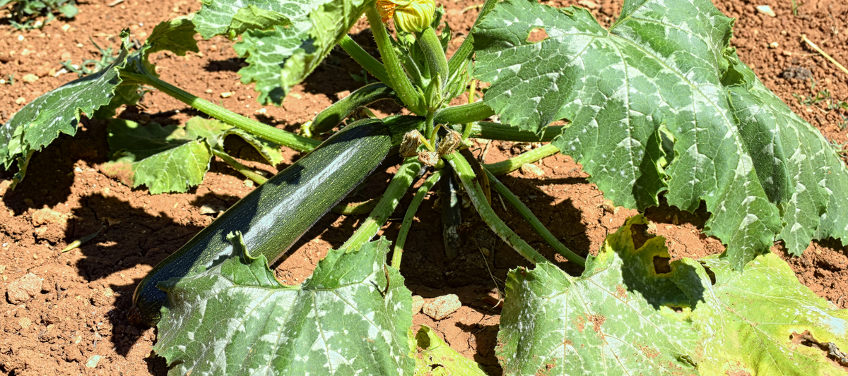 How to Grow Zucchini - The Diggers Club