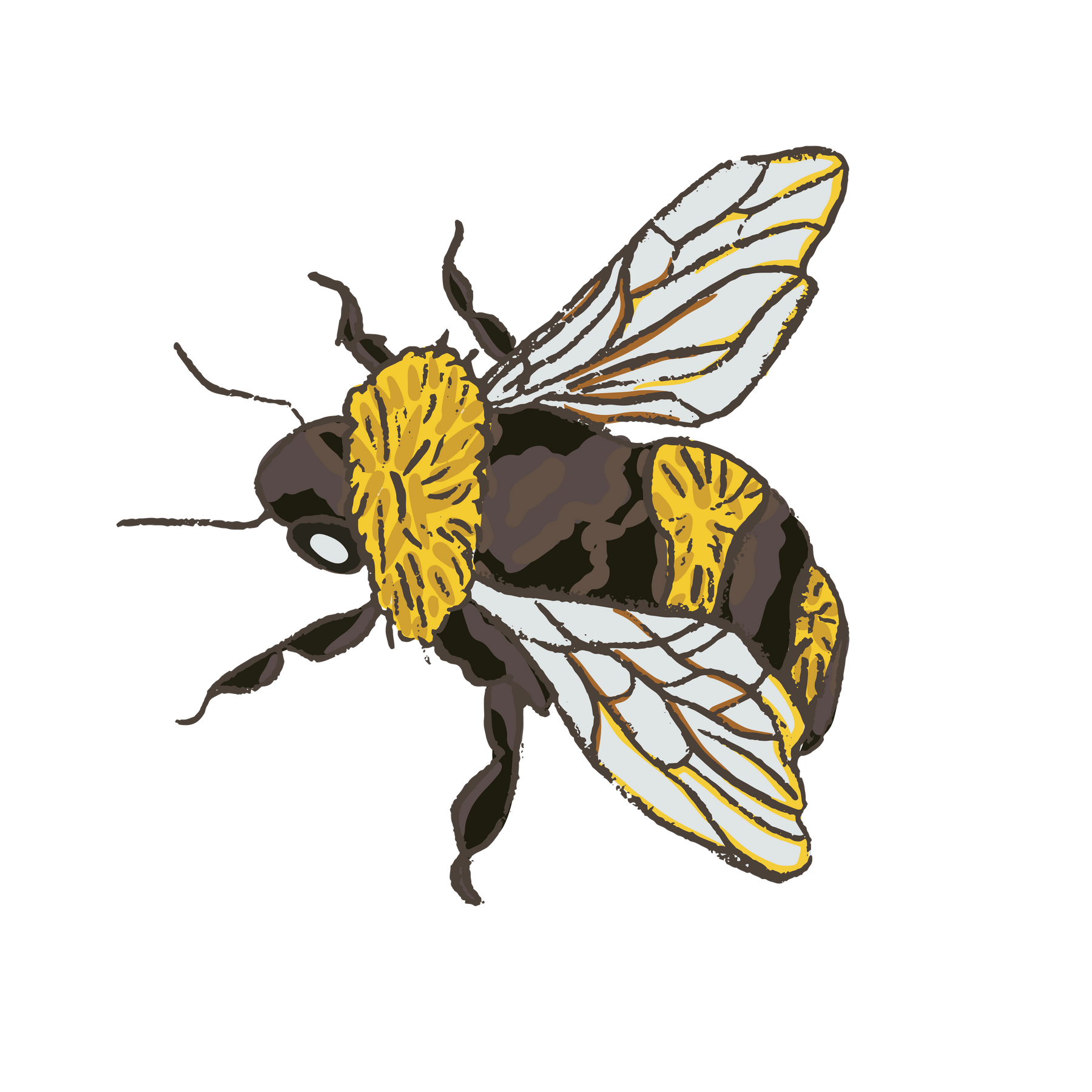 Organic Seeds - The Diggers Club