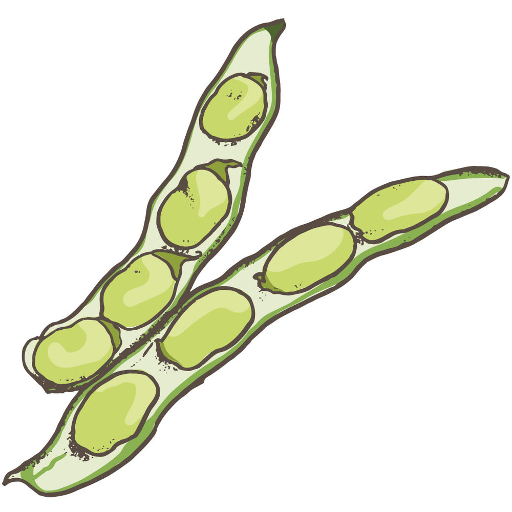 Broad beans - The Diggers Club