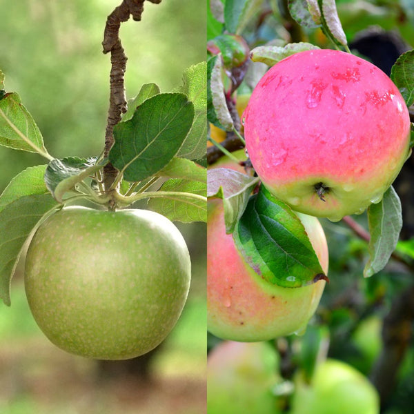 Apple Pollinating Duo - 'Cripp's Pink' & 'Granny Smith' - The Diggers Club