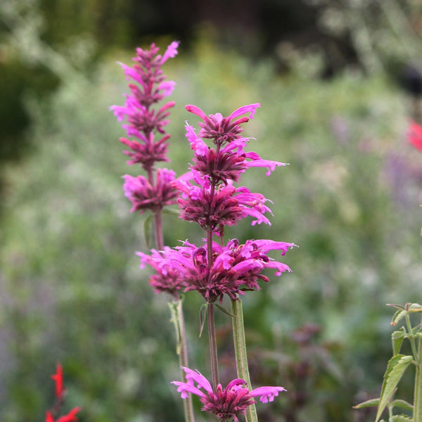 Agastache 'Aztec Rose' - The Diggers Club
