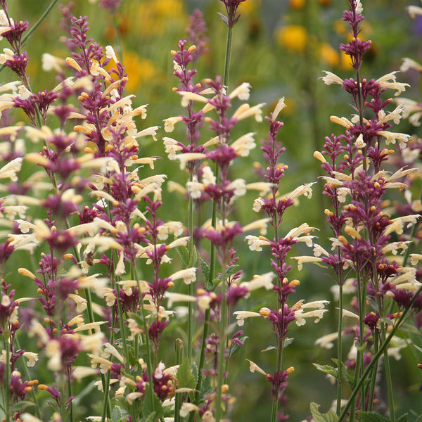 Agastache 'Lemon Fiesta' - The Diggers Club