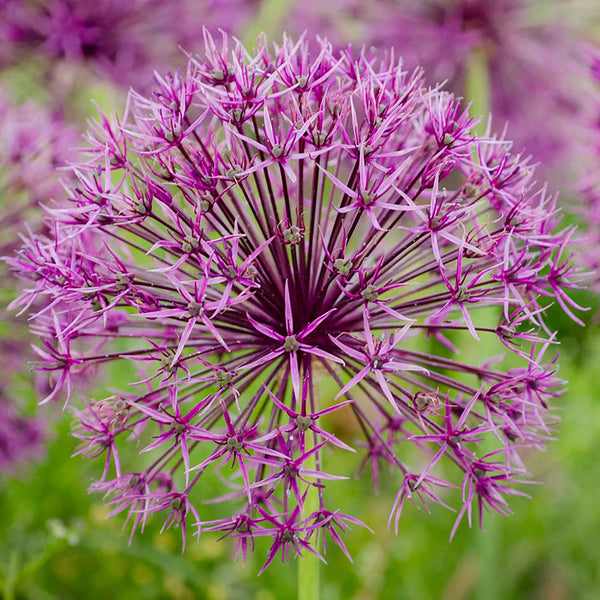 Allium - Purple Rain - The Diggers Club