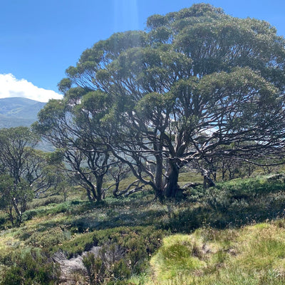 Alpine Snow Gum - The Diggers Club