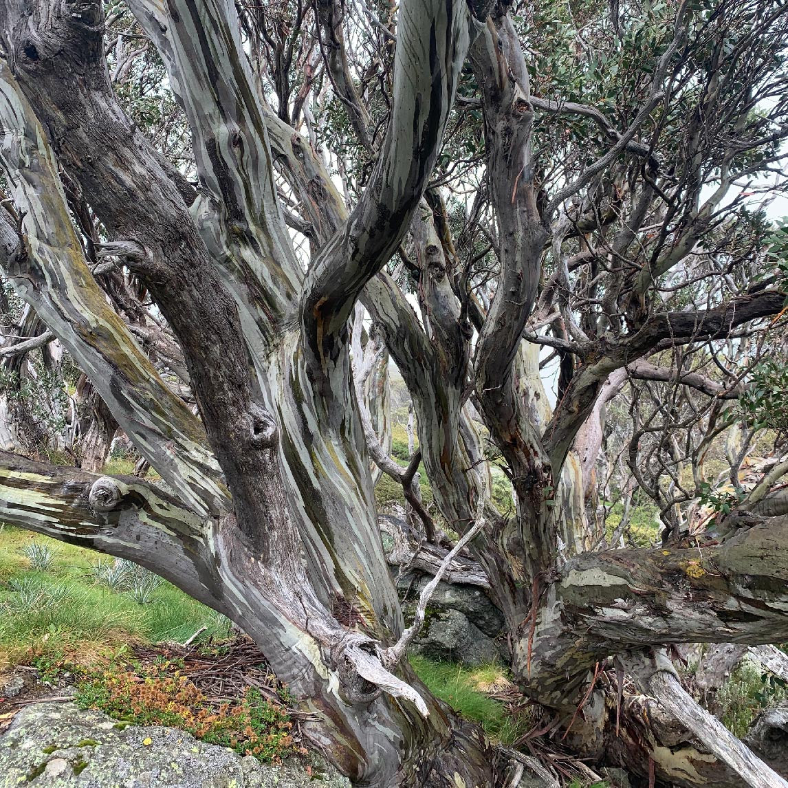 Alpine Snow Gum - The Diggers Club