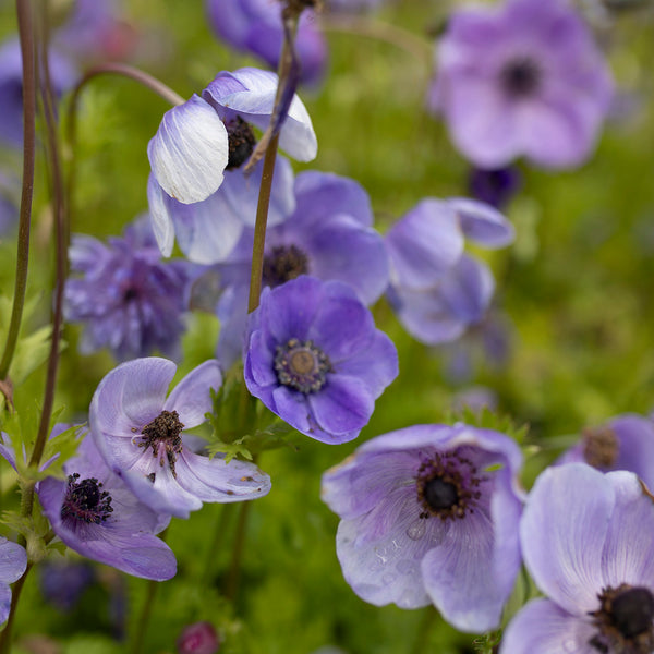 Anemone Blue (20 Bulbs) - The Diggers Club