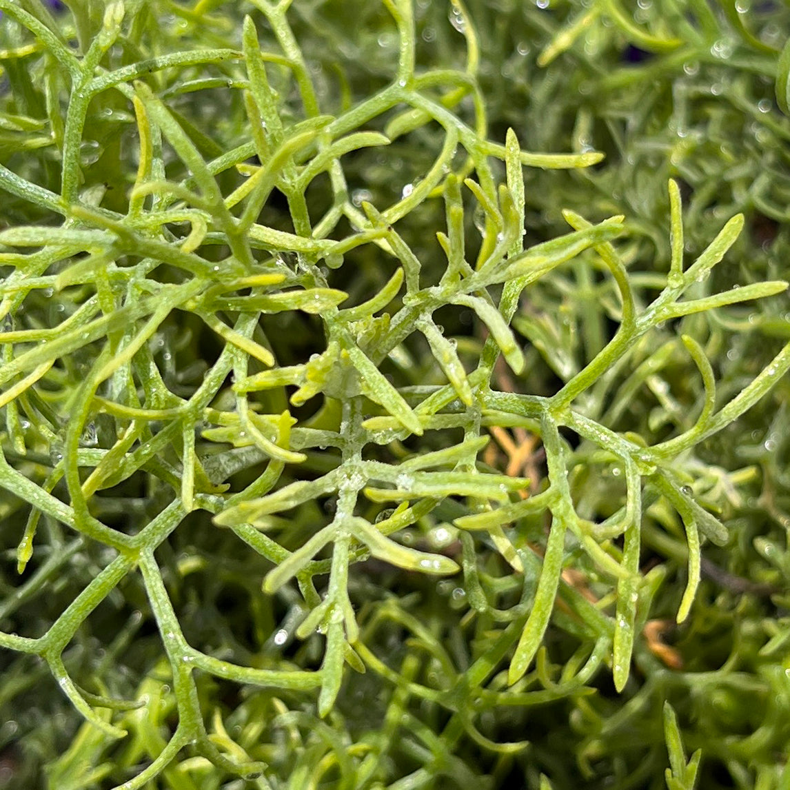 Artemisia 'Sea Foam' - The Diggers Club