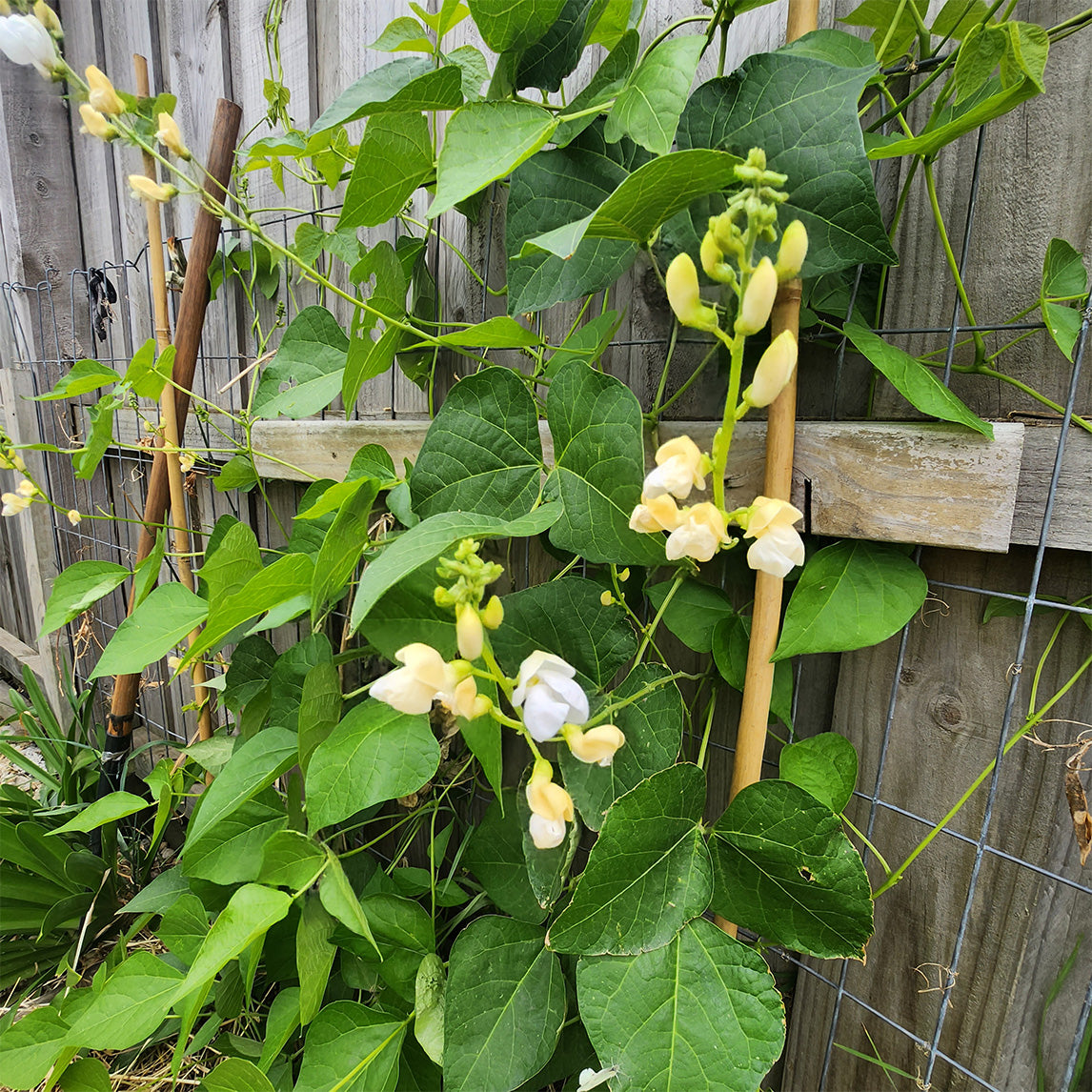 Bean 'White Lady' - The Diggers Club