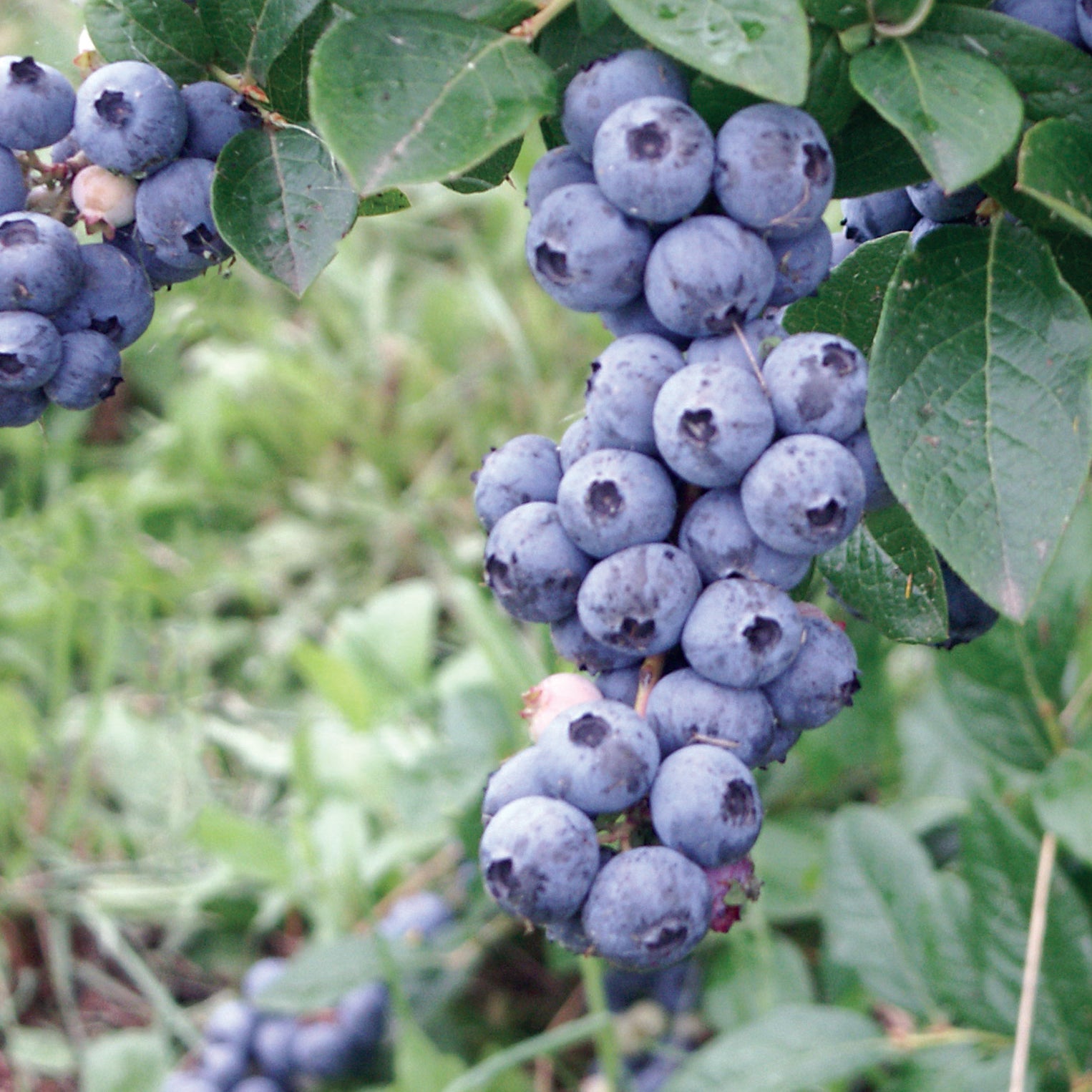 Blueberry - The Diggers Club