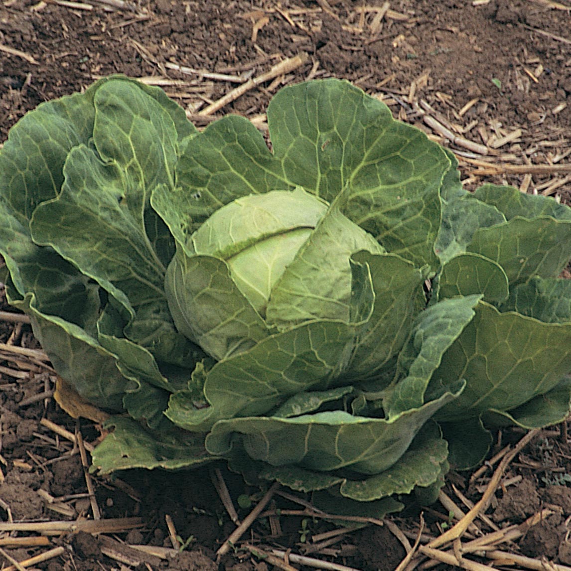 Cabbage 'Mini' - The Diggers Club