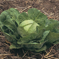 Cabbage 'Mini' - The Diggers Club