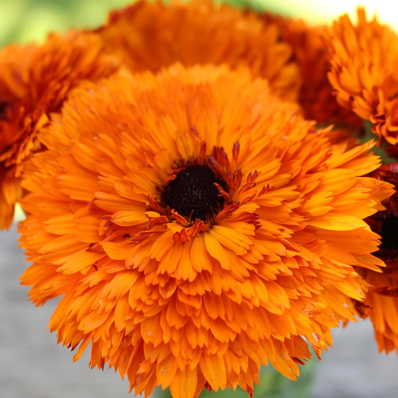 Calendula ‘Double Red’ - The Diggers Club