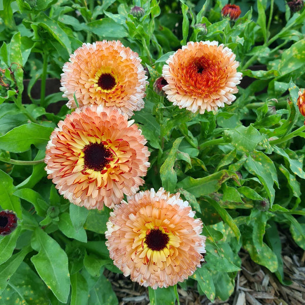Calendula 'Pink Surprise' - The Diggers Club