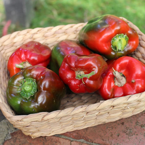 Capsicum 'Chinese Giant' - The Diggers Club