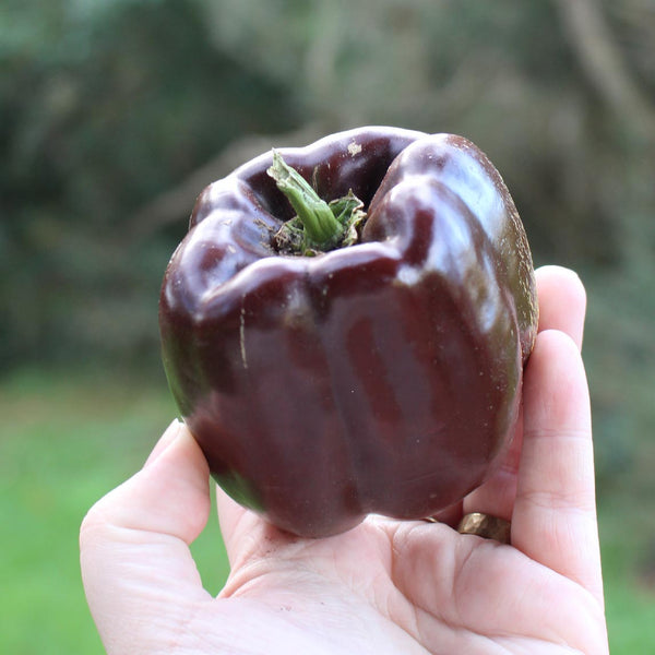 Capsicum 'Sweet Chocolate' (Organic) - The Diggers Club