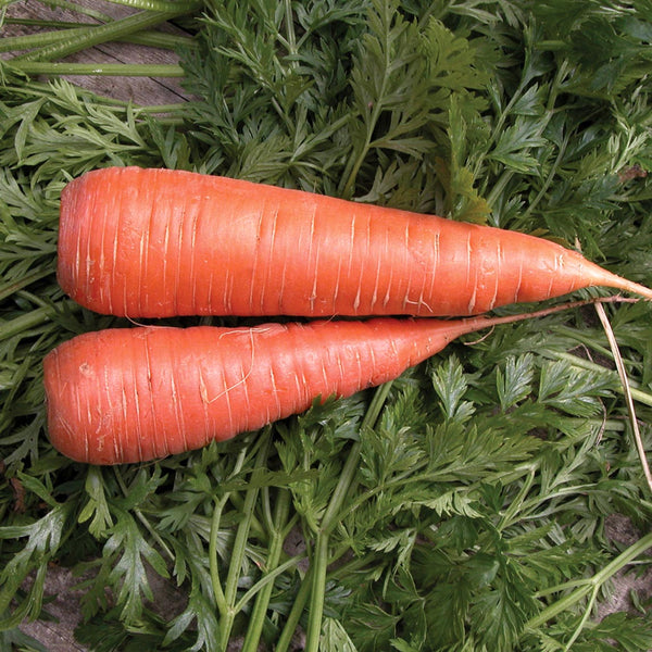 Carrot 'Western Red' - The Diggers Club