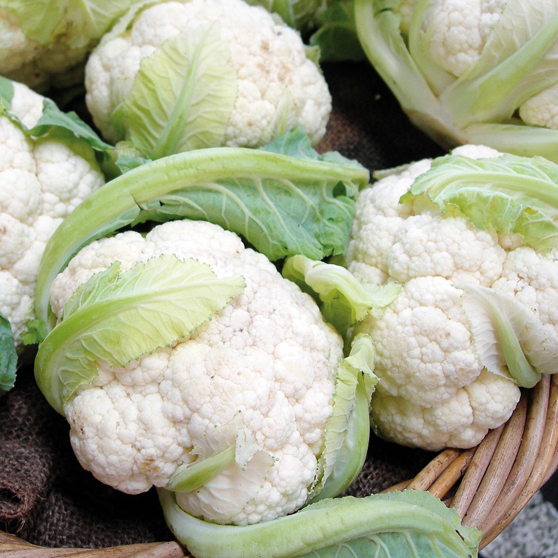 Cauliflower 'Mini' - The Diggers Club