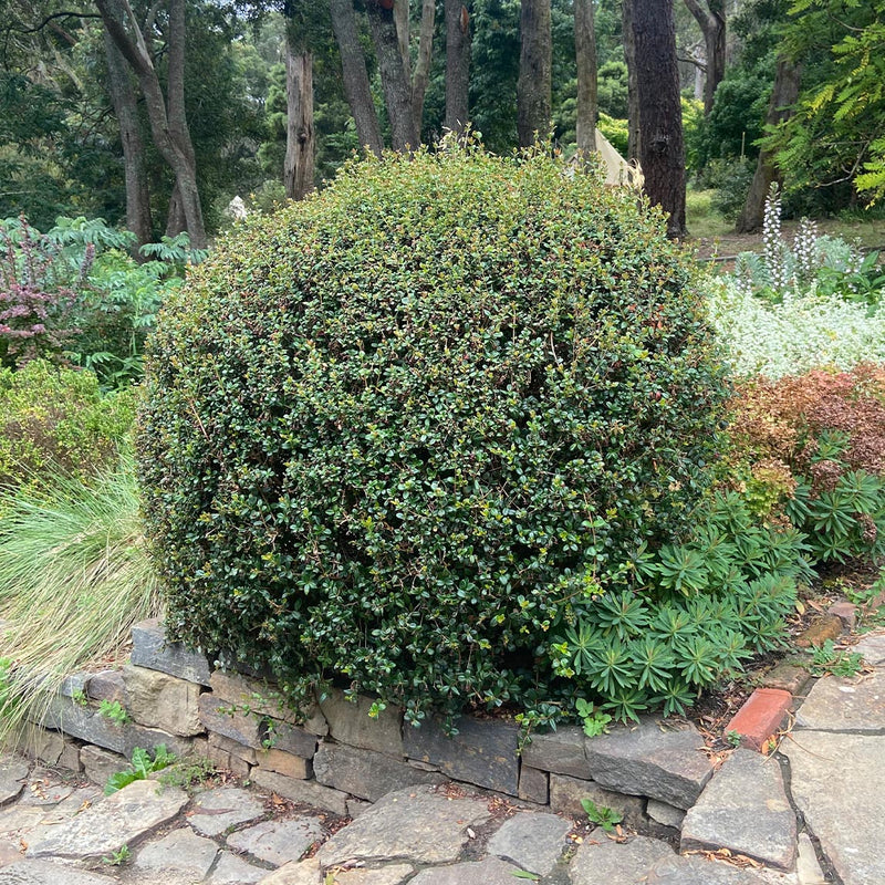 Chilean Guava - The Diggers Club