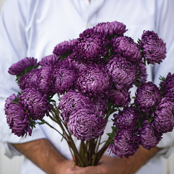 Chinese Aster 'Tower Violet' - The Diggers Club