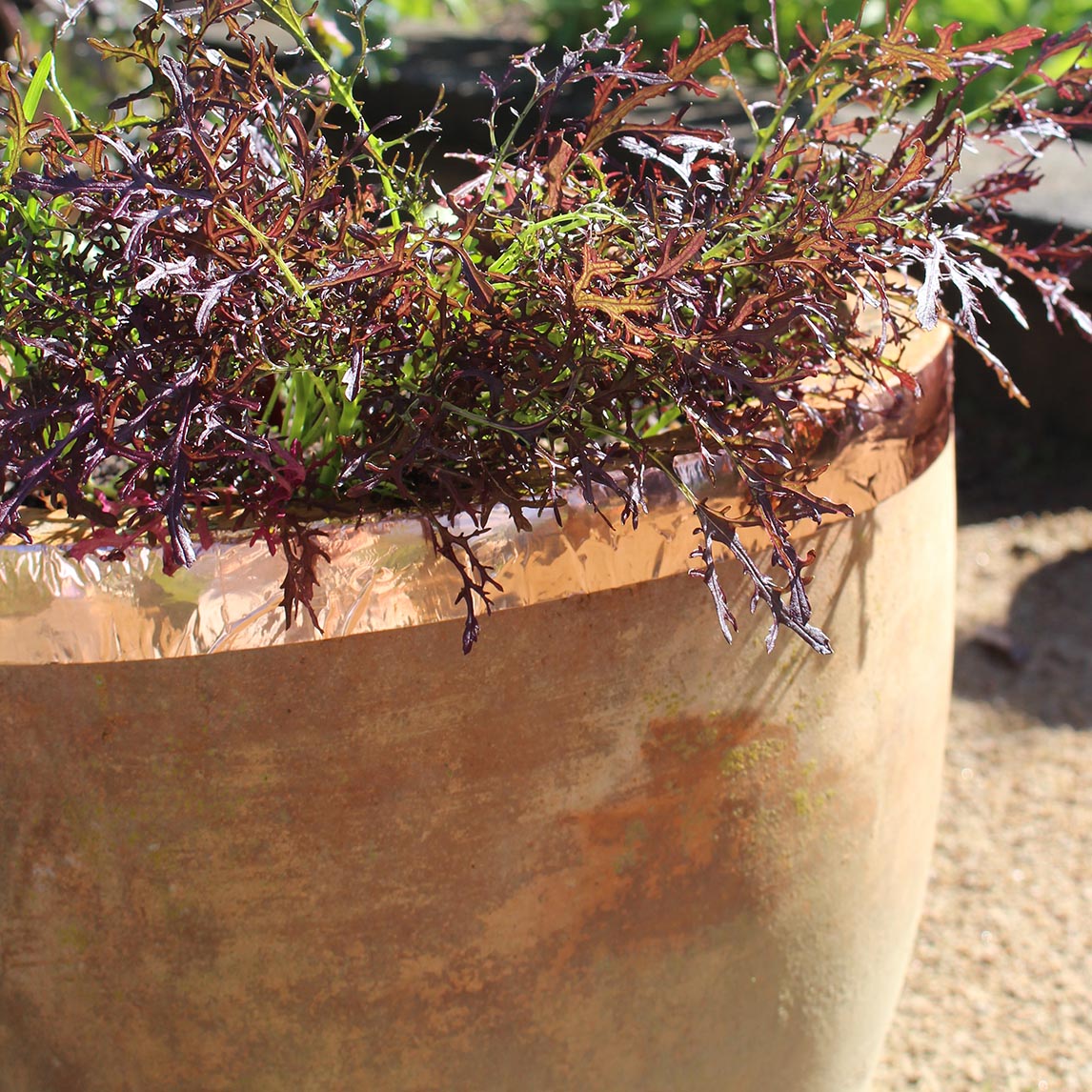 Garden guide: May- Cool Region - The Diggers Club