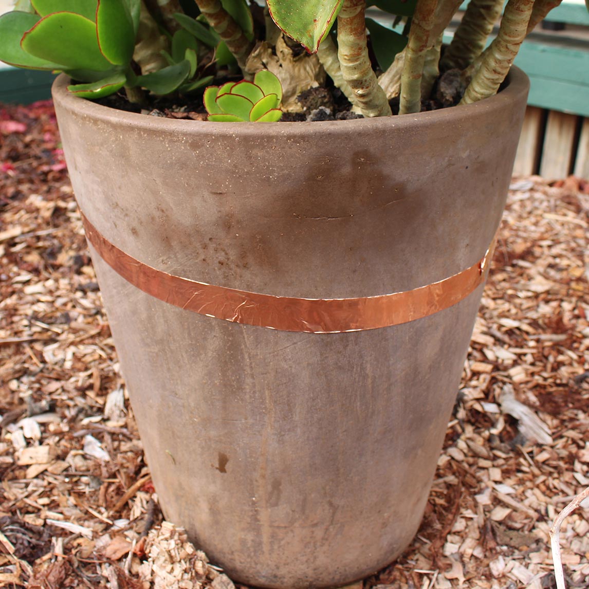 Garden guide: May- Cool Region - The Diggers Club