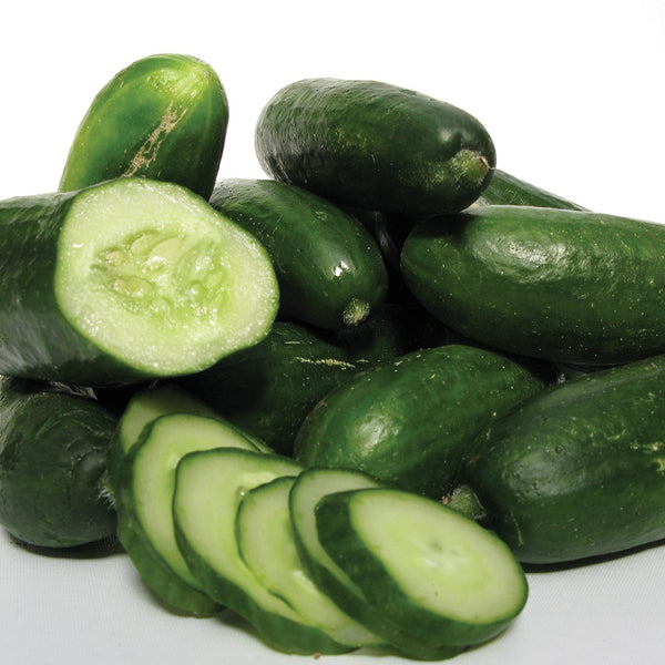 Cucumber 'Lebanese Mini Muncher' (Organic) - The Diggers Club