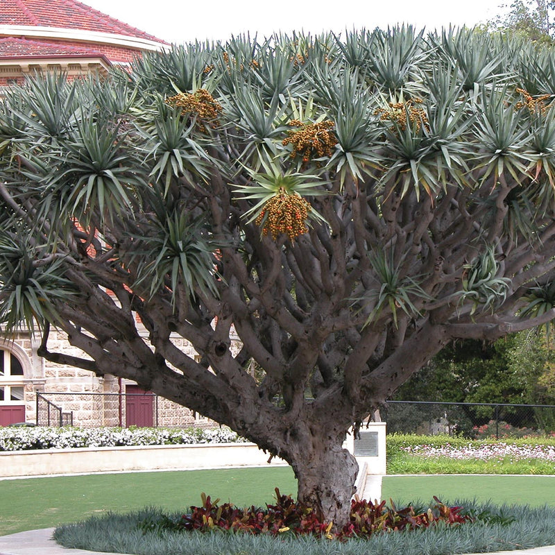 Dragon Tree - Dracaena draco - The Diggers Club