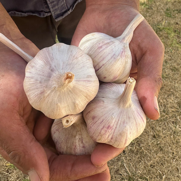 GARLIC 'AUSTRALIAN RED' (2 heads) - The Diggers Club