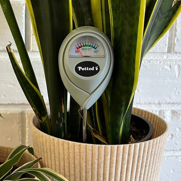 Indoor Moisture Meter - 2 Colours available - The Diggers Club