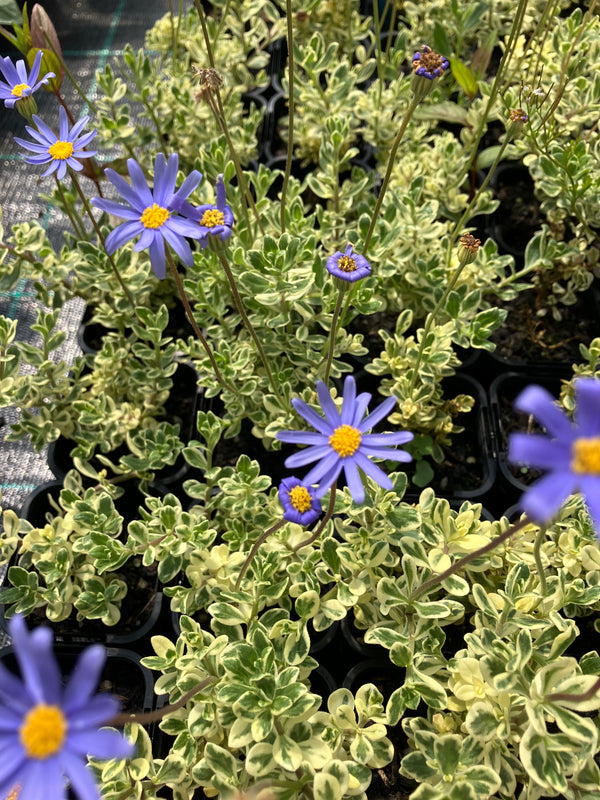 Felicia Amelloides 'Variegated' - The Diggers Club