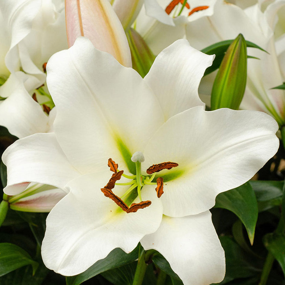 Lilium - The Diggers Club