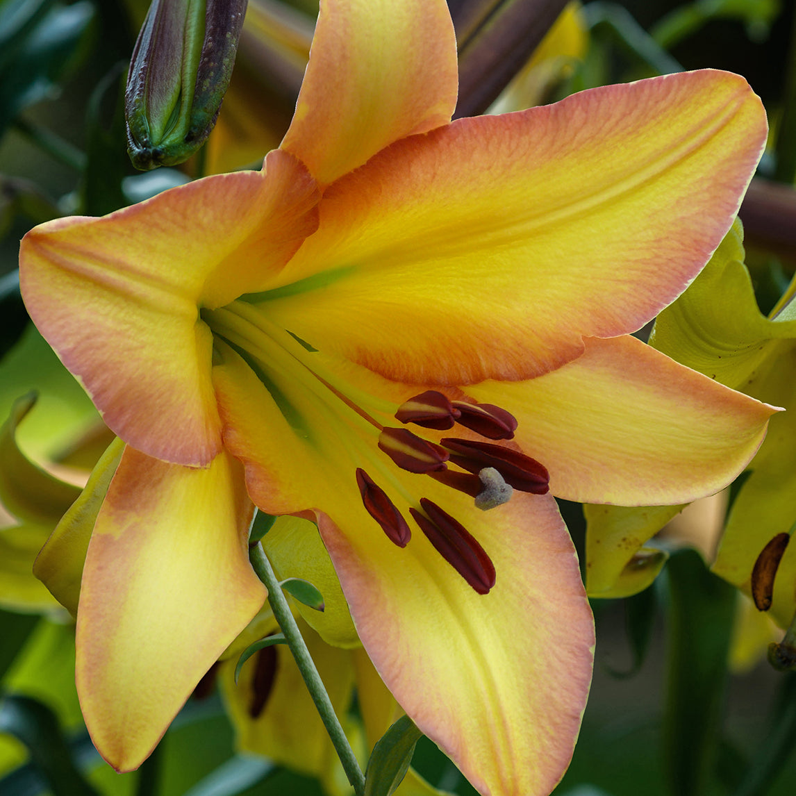Lilium - The Diggers Club