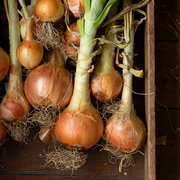 Onion 'Yellow Sweet Spanish' - The Diggers Club