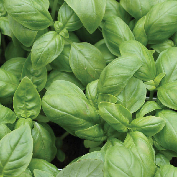 Sweet Basil - The Diggers Club