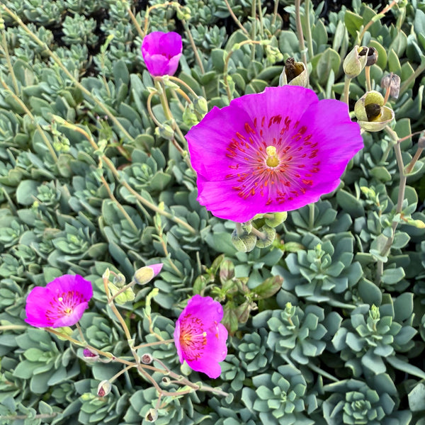 Calandrinia Spectabilis - The Diggers Club