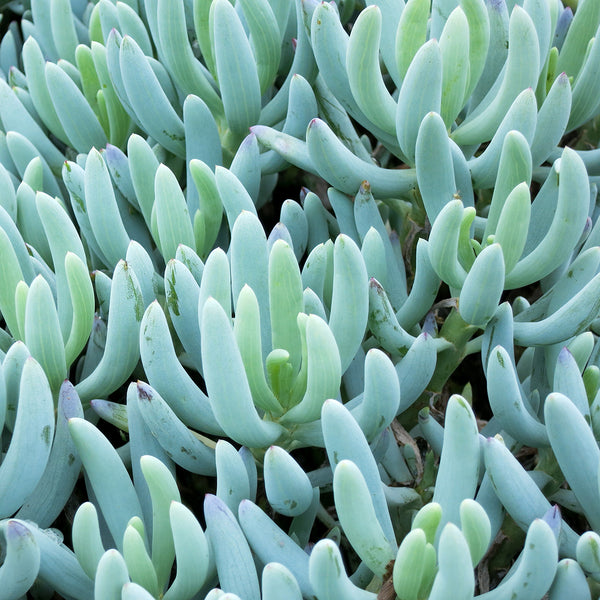 Dwarf Blue Chalk Sticks - The Diggers Club